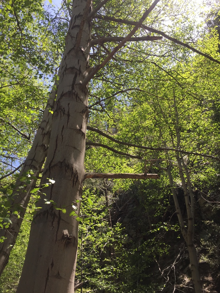 white alder from Angeles National Forest, Llano, CA, US on May 7, 2021 ...