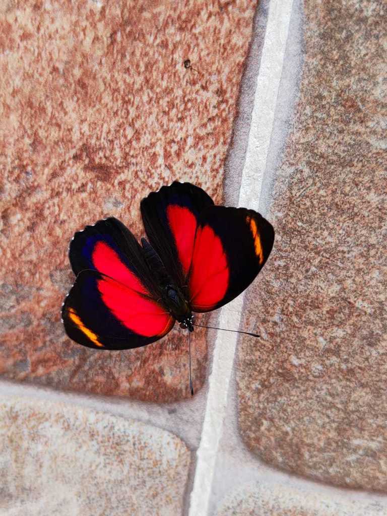 Callicore texa aretas from El Playón, Santander, Colombia on December ...