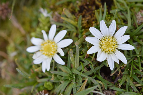 Werneria pygmaea · iNaturalist Mexico