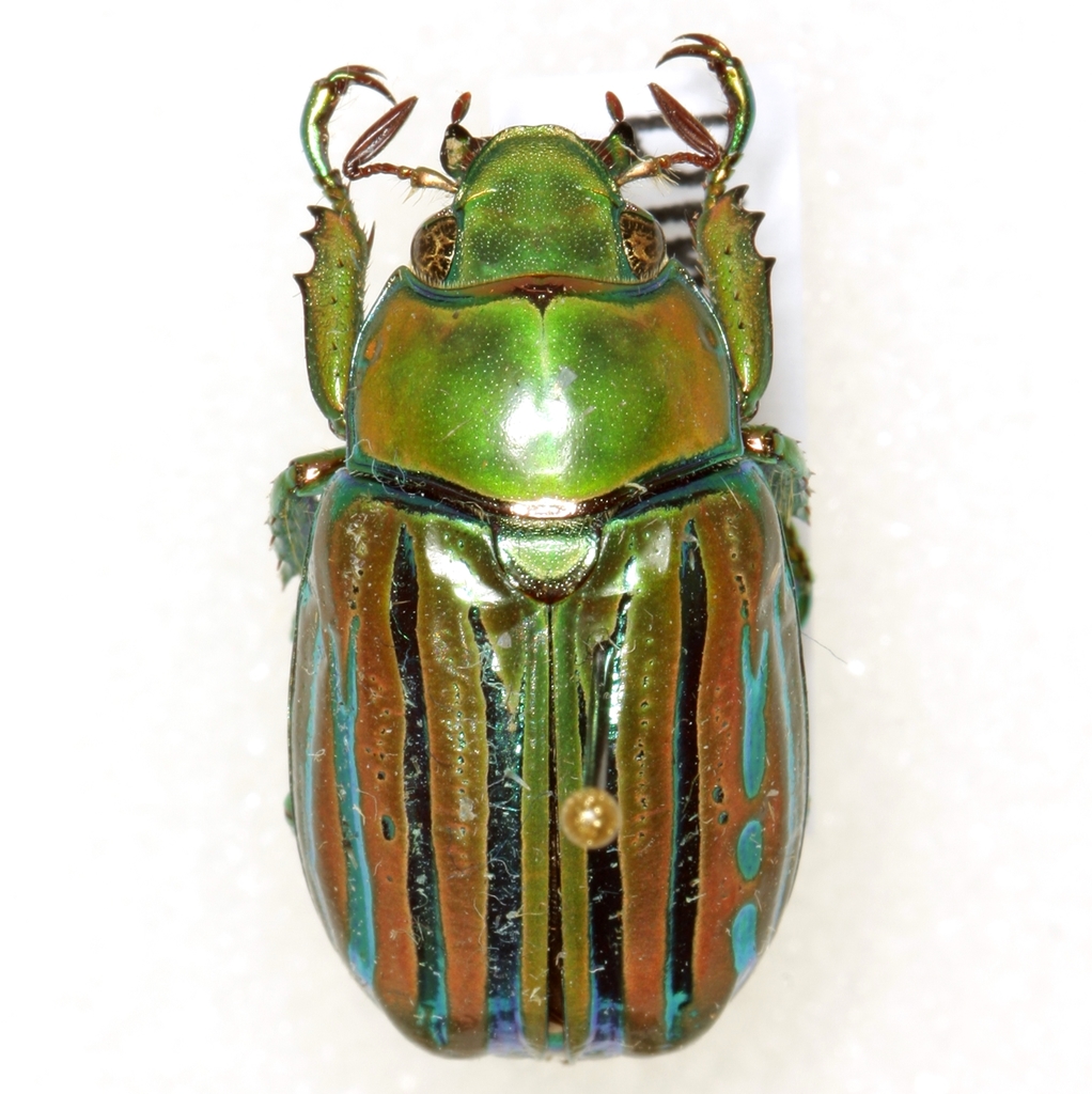 Glorious Jewel Scarab (Chrysina gloriosa) (Rutelinae of the United ...