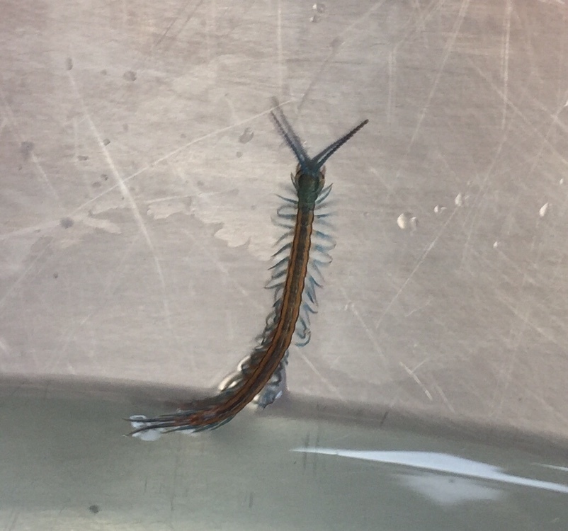 Pacific Giant Centipede in December 2021 by David Hyongchan Kim ...