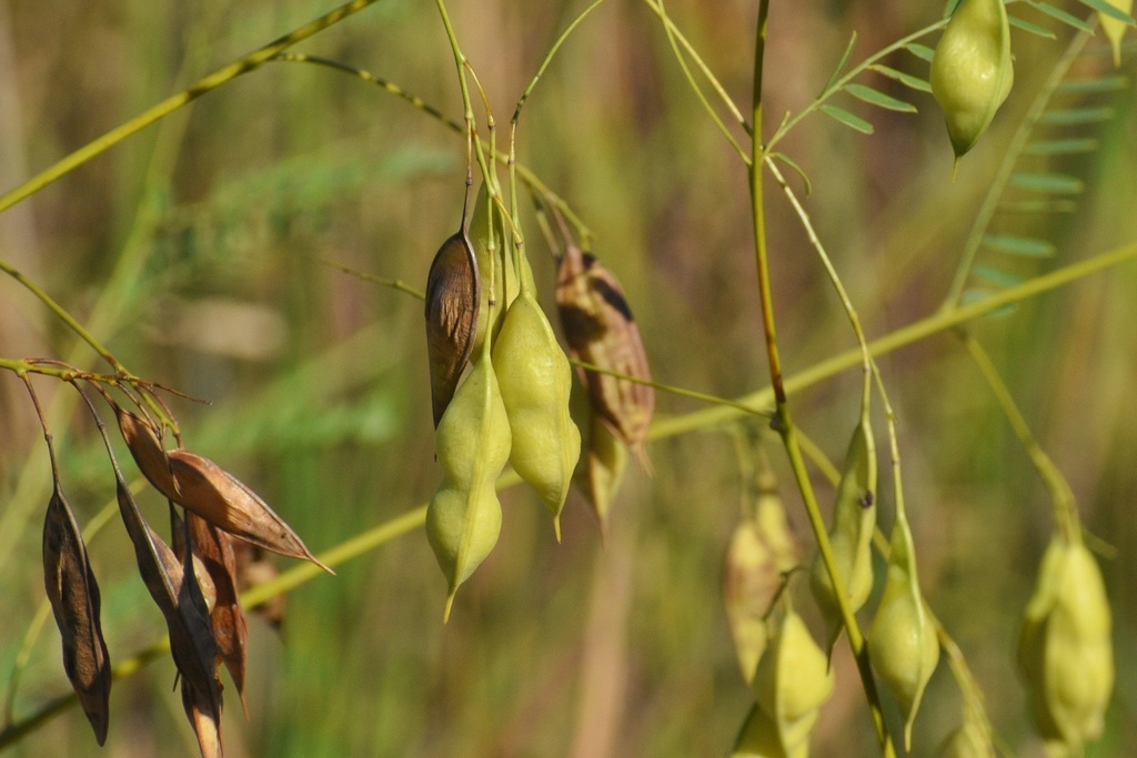 Bladder Pod in October 2021 by Aidan Campos · iNaturalist