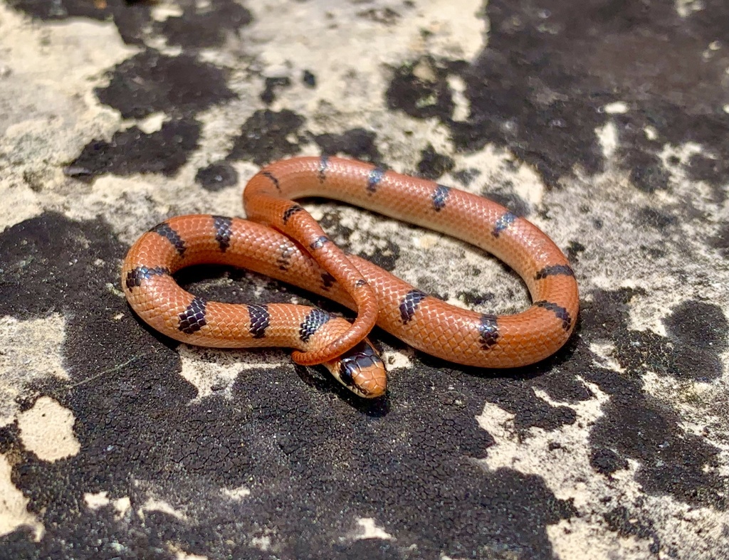 Great Plains Ground Snake in May 2021 by andrewscarpulla · iNaturalist