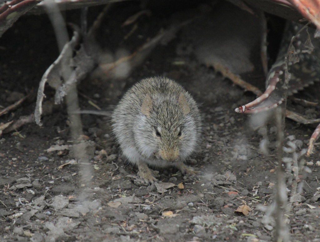 Nile Grass Rat (Arvicanthis niloticus) - Know Your Mammals