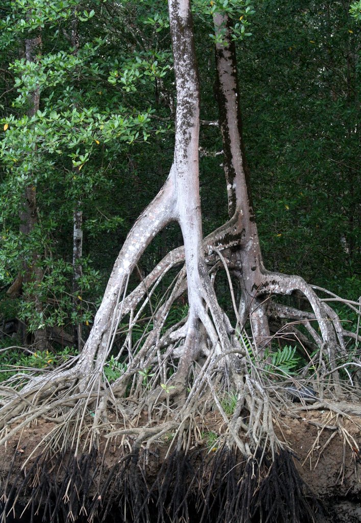 Gentleman giant Mangrove from River Tarcoles, Costa Rica on February 14 ...