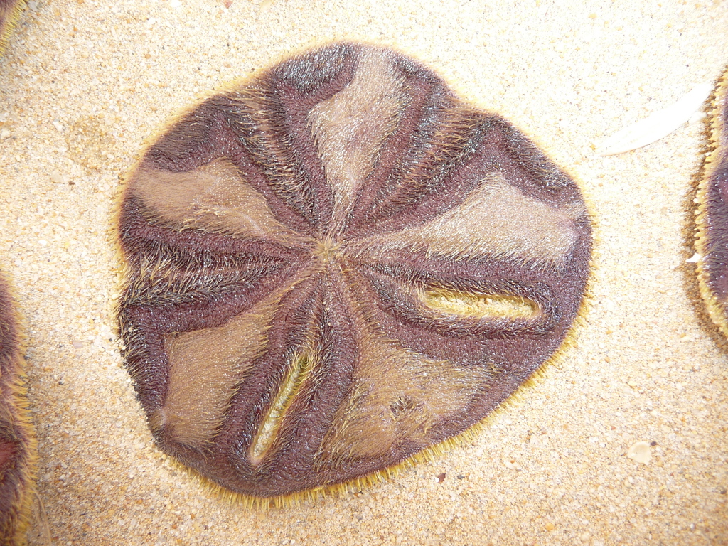 Pansy Shell from El-Hafair, Attaka, Suez Governorate, Egypte on May 18 ...