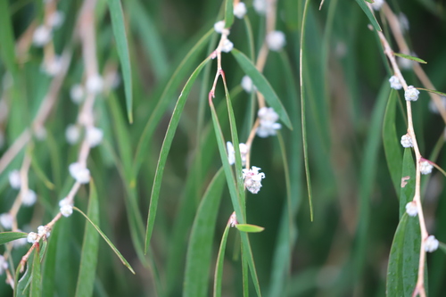 Variety Agonis flexuosa flexuosa · iNaturalist