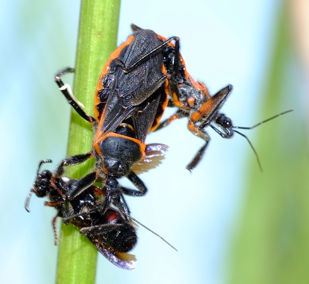 Eastern Bee Assassin from Bibb County, GA, USA on July 11, 2015 at 11: ...
