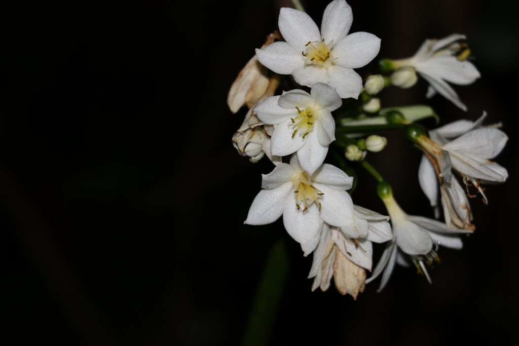Brisbane Lily (Proiphys cunninghamii) - Botanical Realm