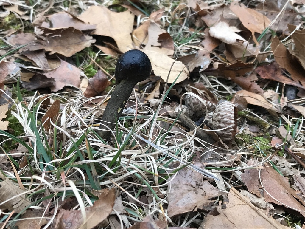 Tolypocladium longisegmentatum from Albert Johnson Rd, Nashville, IN ...