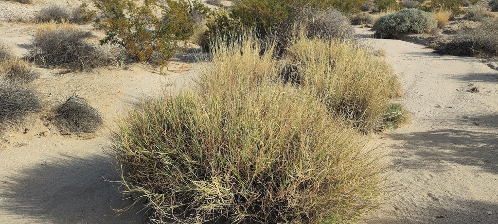 Big Galleta from San Diego County, CA, USA on December 10, 2021 at 09: ...