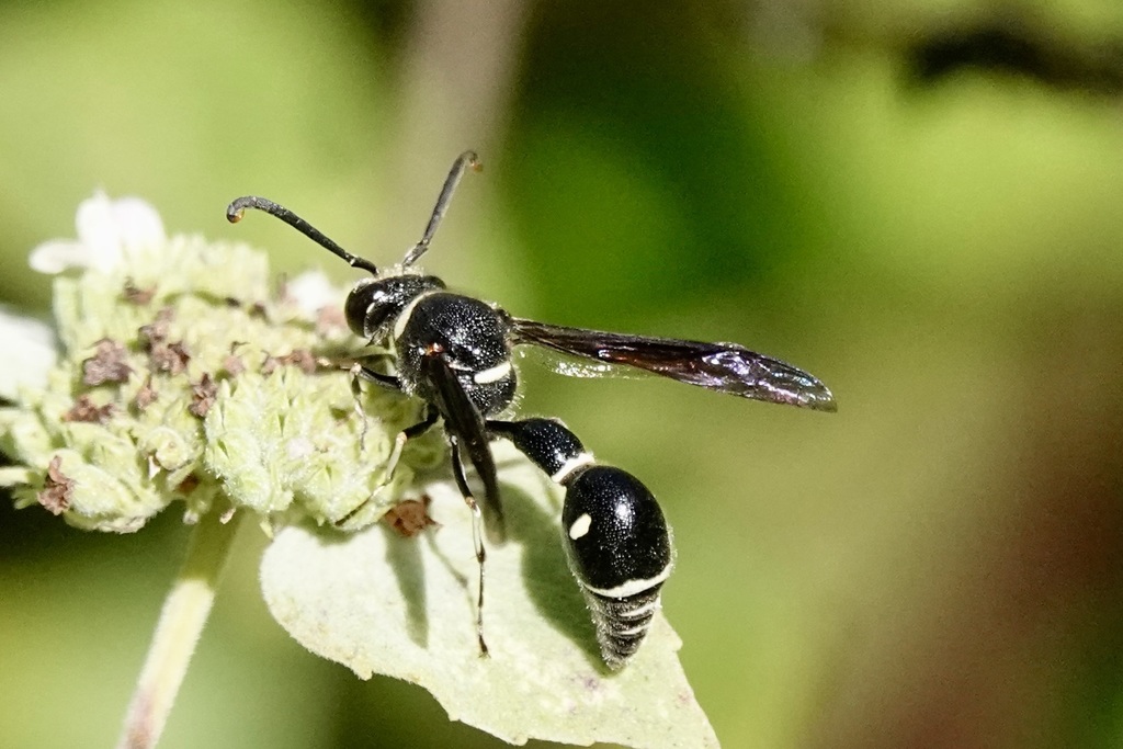 Fraternal Potter Wasp from Hanover County, VA, USA on September 07 ...