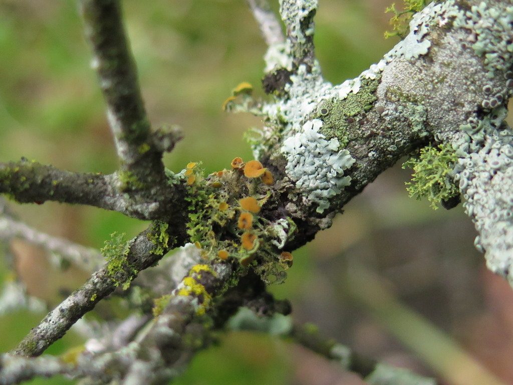 Golden-eye Lichen from García, N.L., México on April 28, 2018 by ...