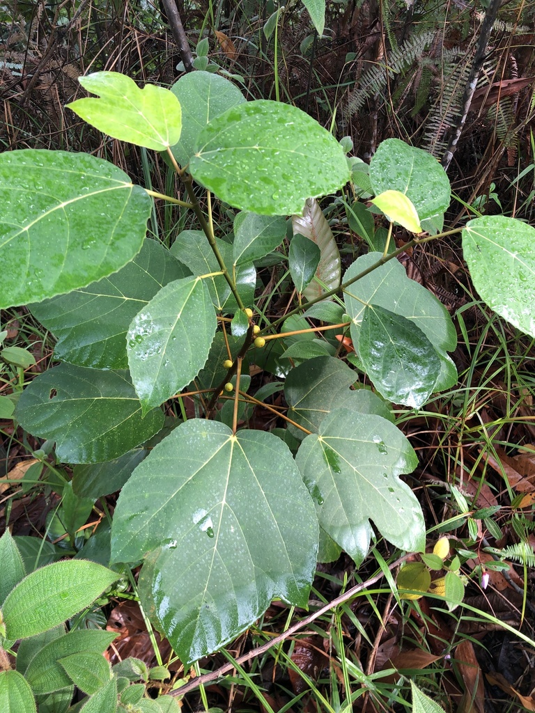 White-leaved fig from Pulai, Johore, MY on December 11, 2021 at 08:36 AM by Belinda Wong ...