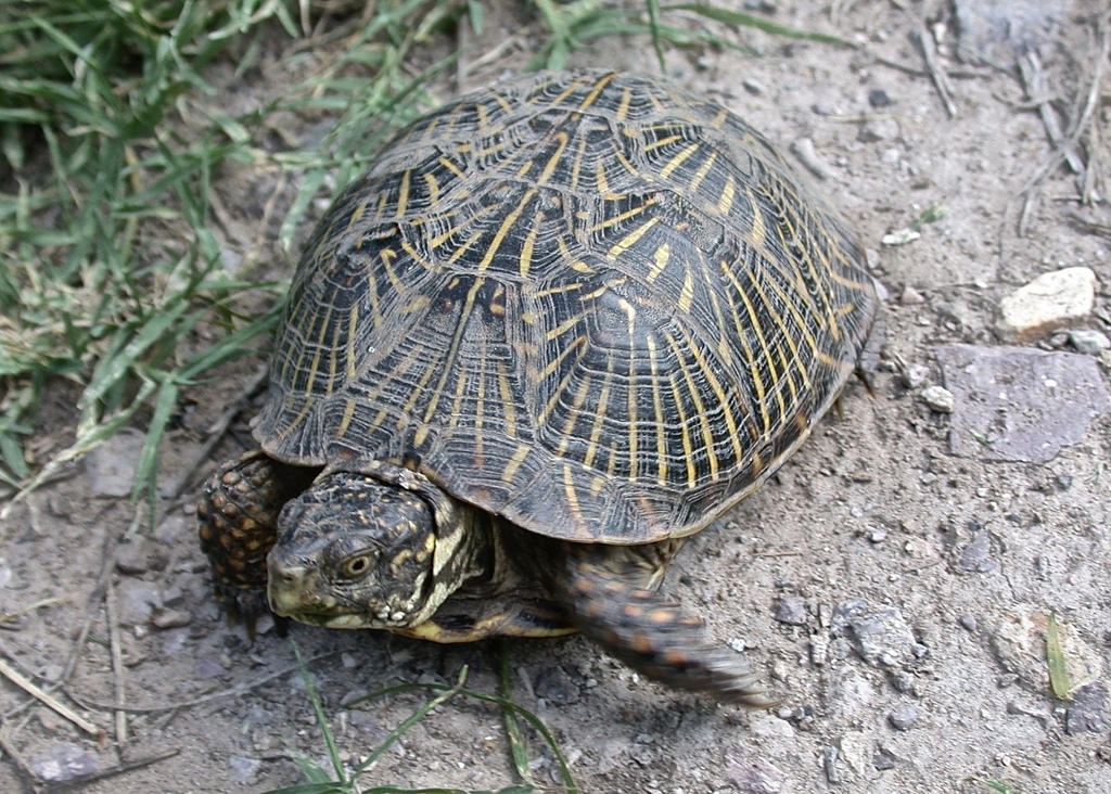 Ornate Box Turtle from Mesilla Park, Las Cruces, NM 88047, USA on ...
