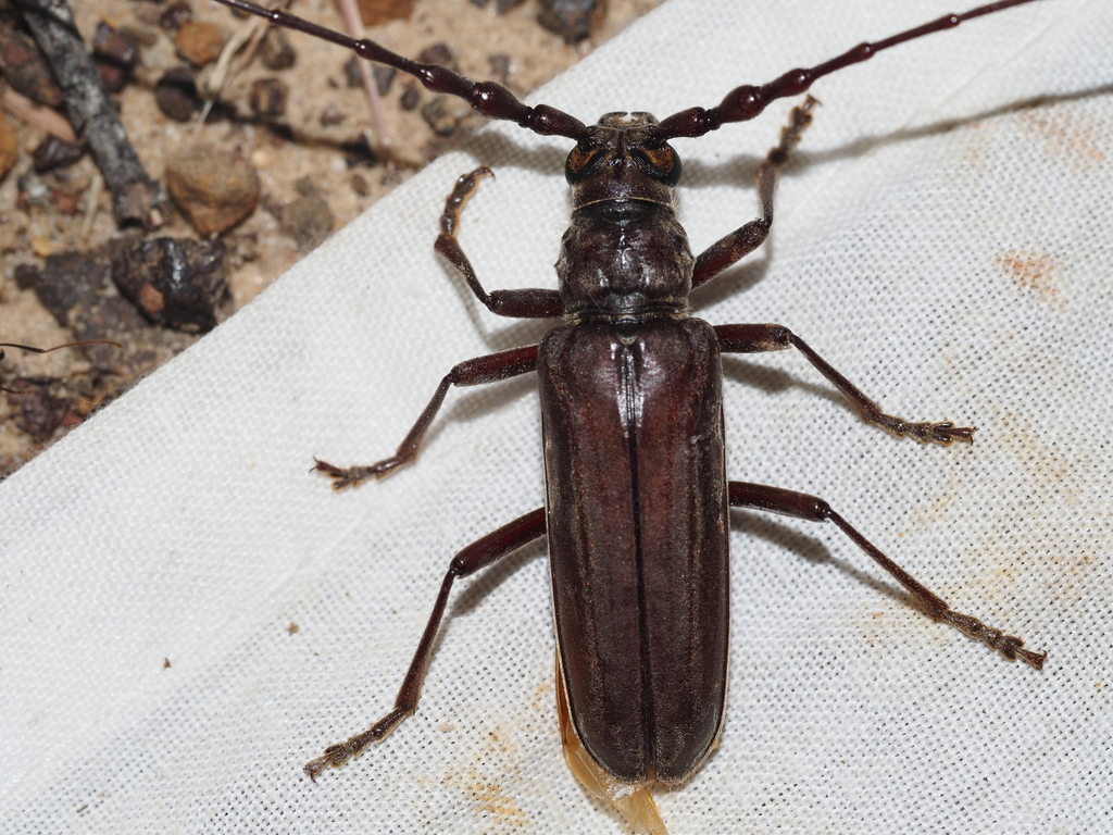 Pachydissus picipennis from Kyeema SA 5172, Australia on November 30 ...