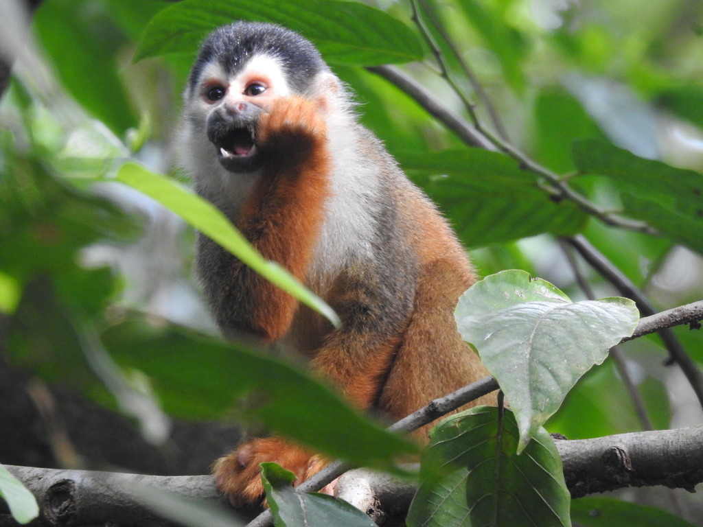 Central American Squirrel Monkey in October 2021 by Michelle Monge ...