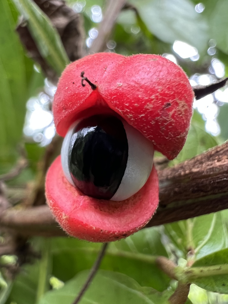 soapberry family (Sapindaceae) - Botanical Realm