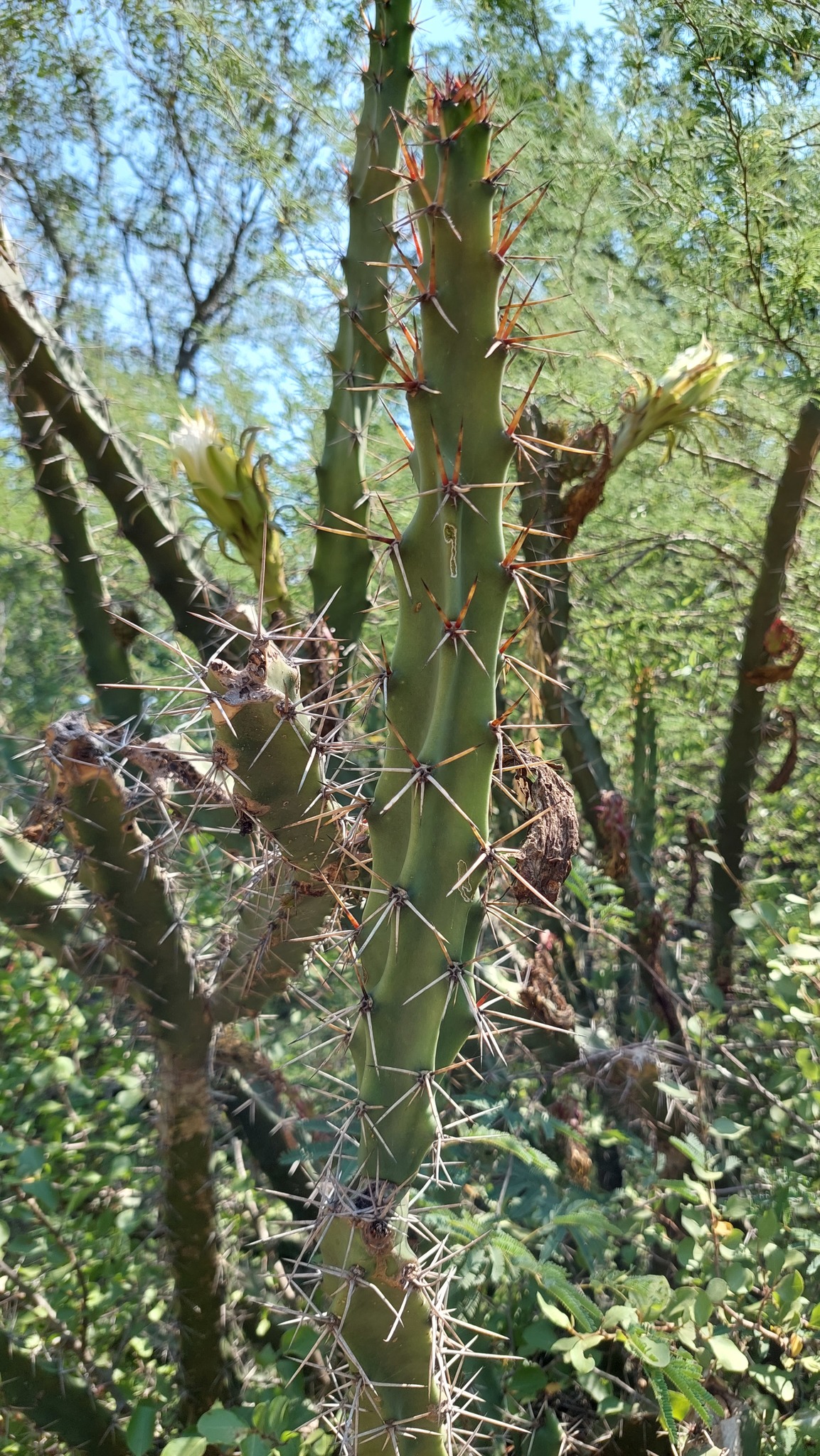 Harrisia bonplandii (Parm.) Britton & Rose