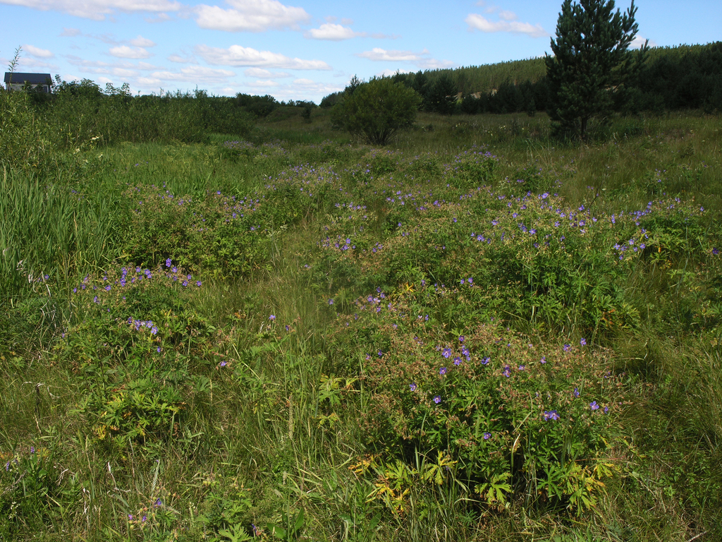 Meadow Crane's-bill from Russia, Sverdlovsk Province, Rezh District, a ...