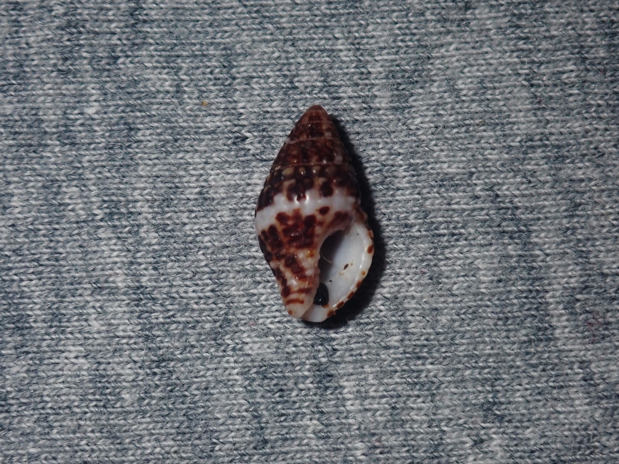 Engina armillata (Reeve, 1846)