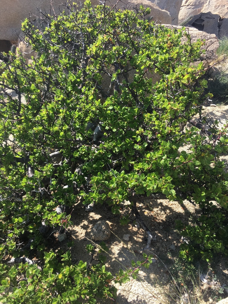 Red Elephant Tree from Los Cabos, Baja California Sur, Mexico on ...