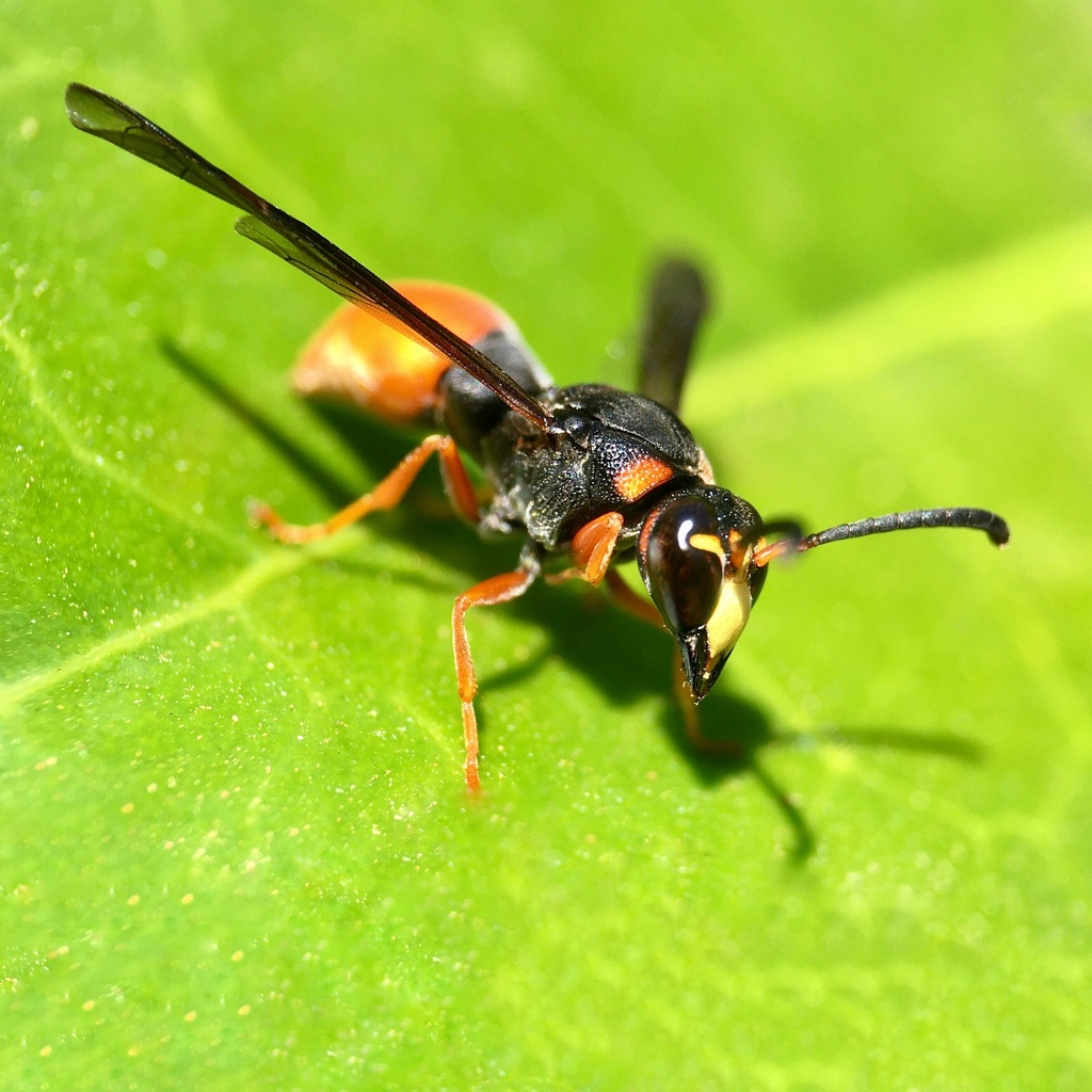 Pseudabispa bicolor (Ants, Bees and Wasps of Winton) · iNaturalist