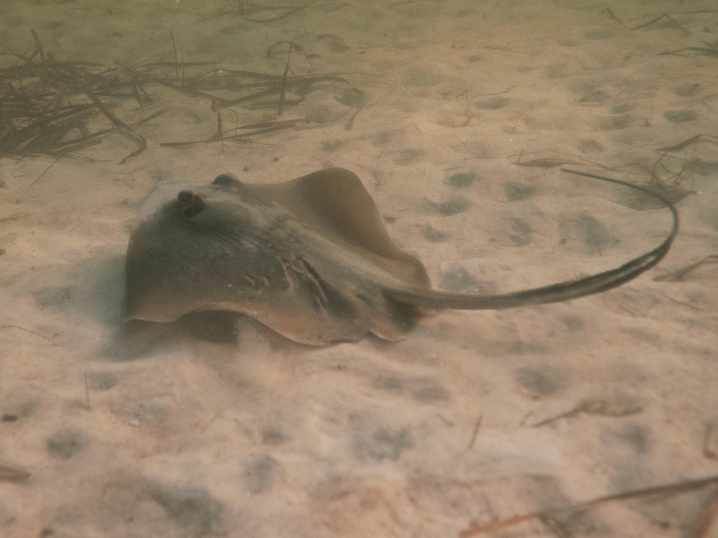 Bluntnose Stingray (Hypanus say) - Marine Life Identification