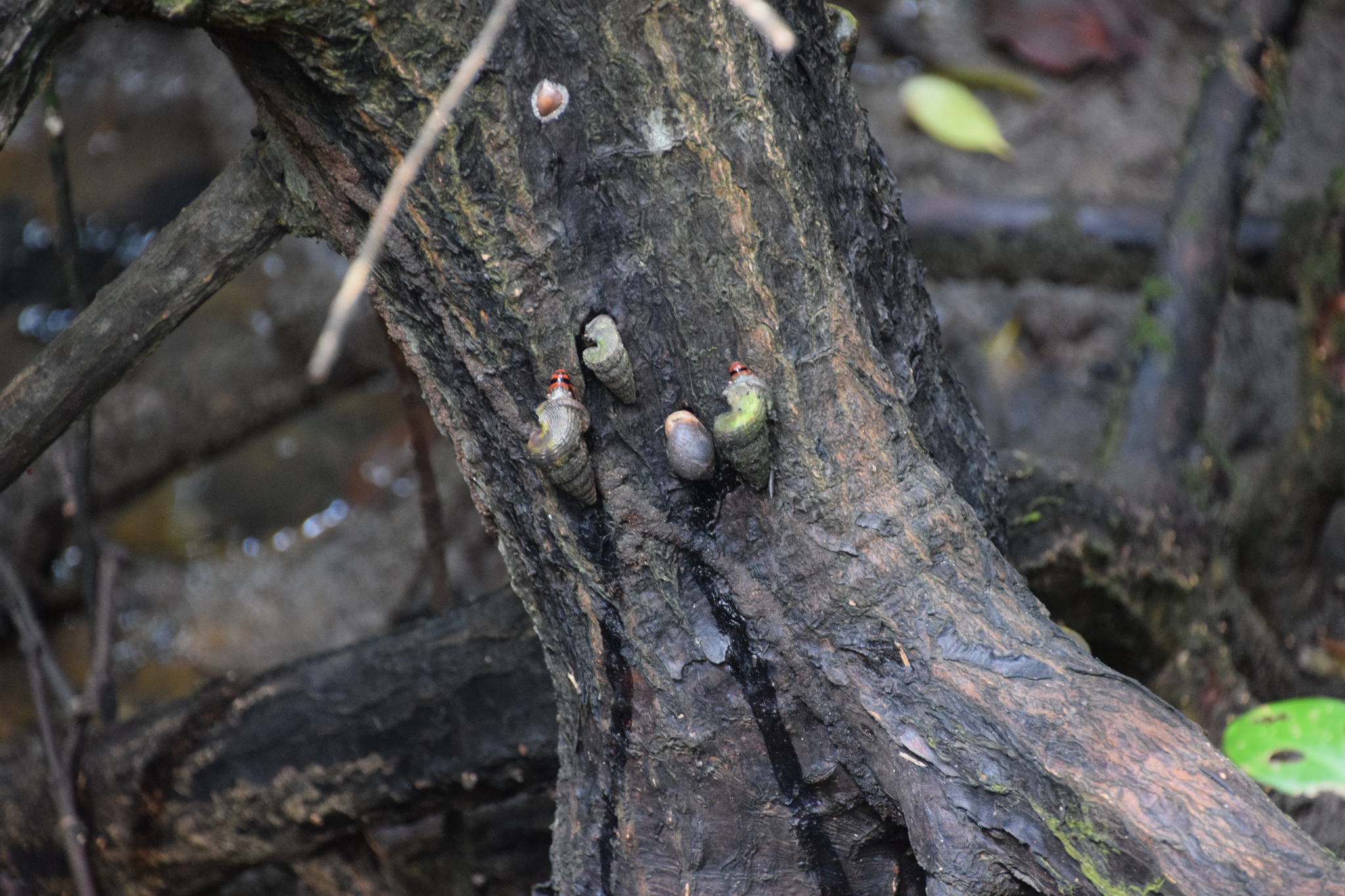Cerithidea obtusa (Lamarck, 1822)