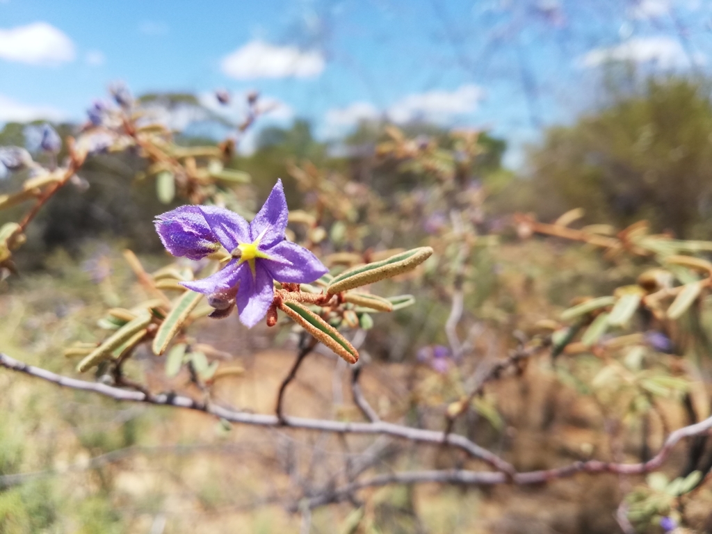 Seringia velutina from Pithara WA 6608, Australia on December 11, 2021 ...