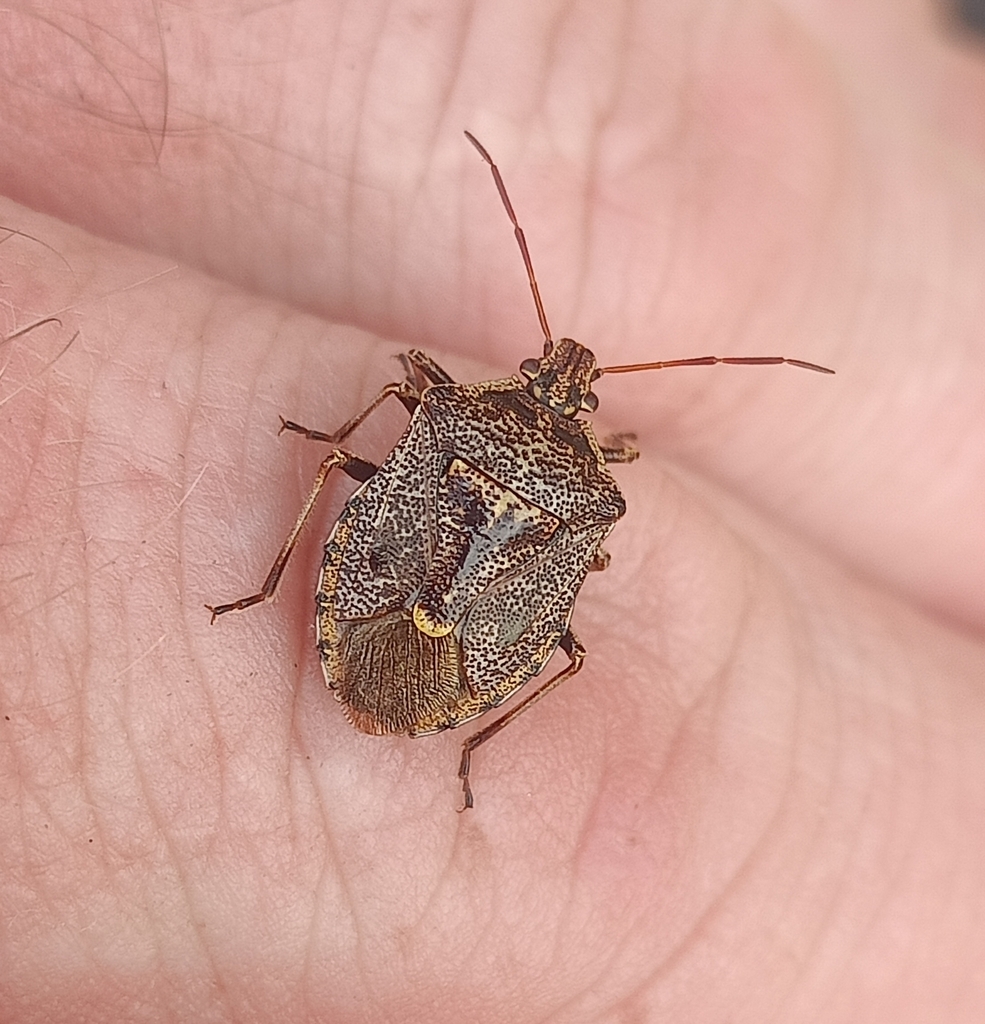 Brown soldier bug from Waipukurau 4281, New Zealand on December 11 ...