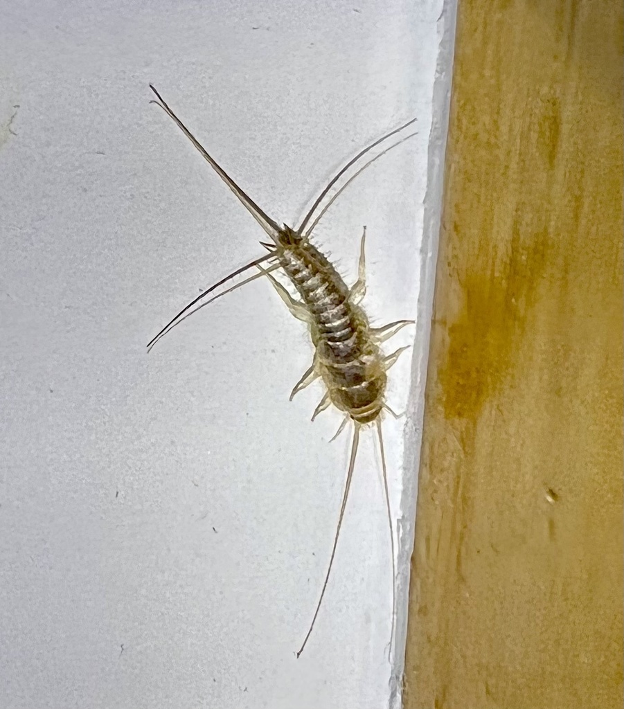 Long-tailed Silverfish from Marin St, La Habra, CA, US on December 11 ...