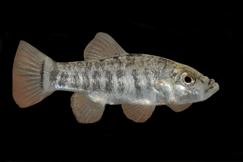 Scale-eating Pupfish from San Salvador Island, The Bahamas on January ...