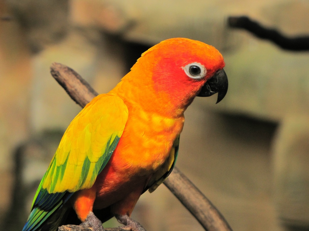Sun Parakeet (Wildlife of the United States - Birds Pt.1) · iNaturalist