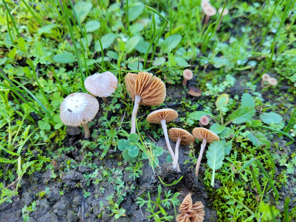 felted twiglet from Santa Rosa, CA 95404, USA on December 10, 2021 at ...