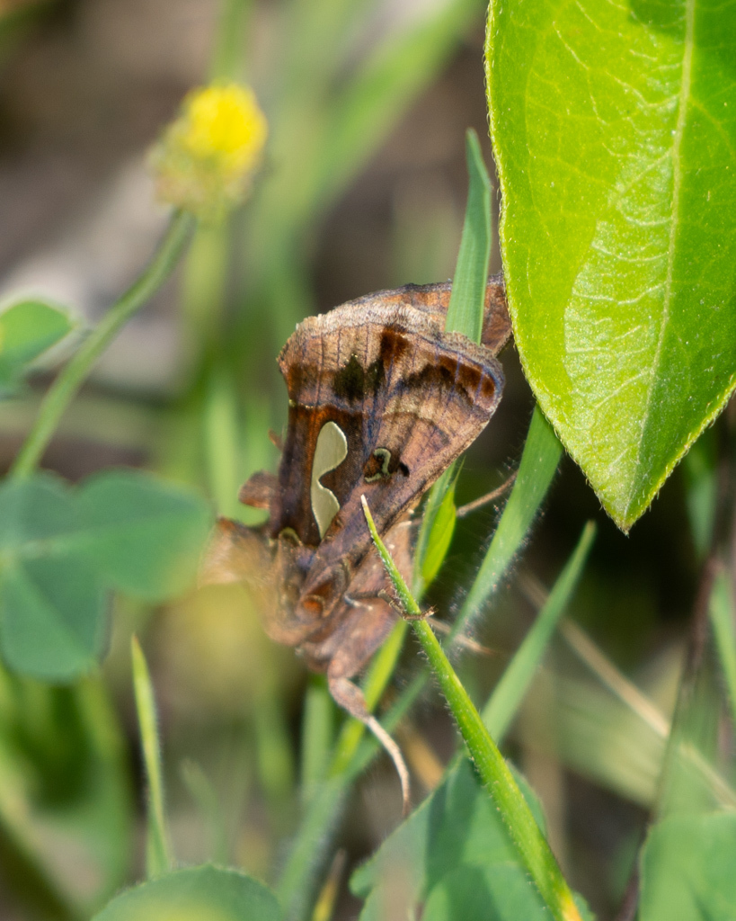 Bilobed Looper Moth in April 2018 by Tracey Fandre · iNaturalist