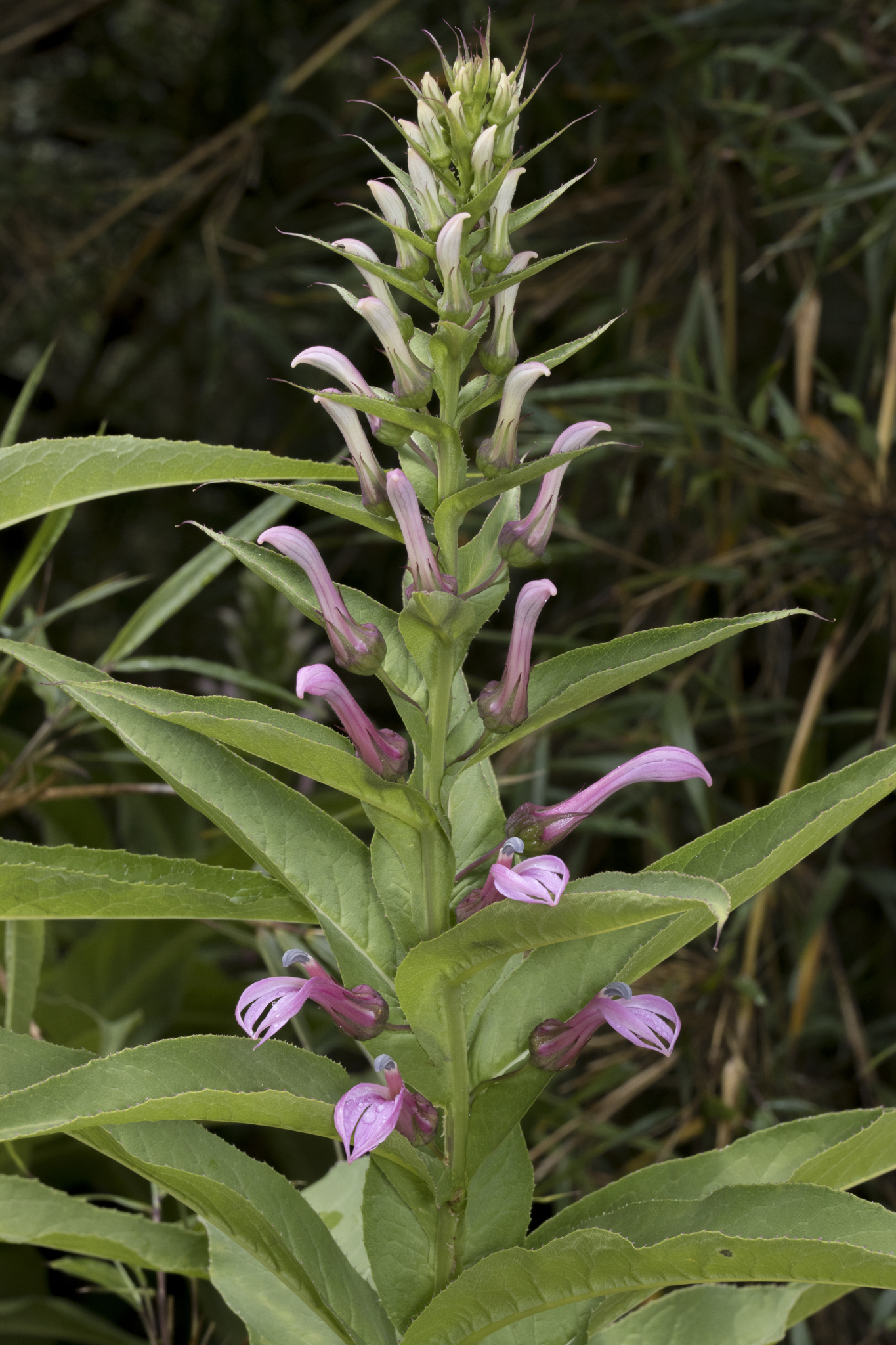 Lobelia bridgesii Hook. & Arn.