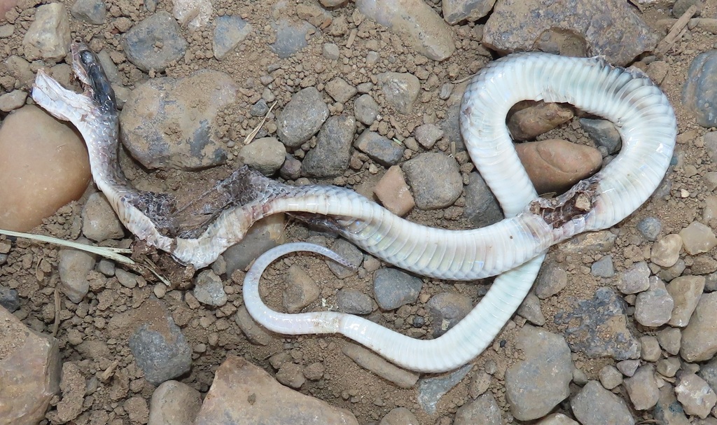 Red-lipped Snake from Mtubatuba, South Africa on December 08, 2021 at ...