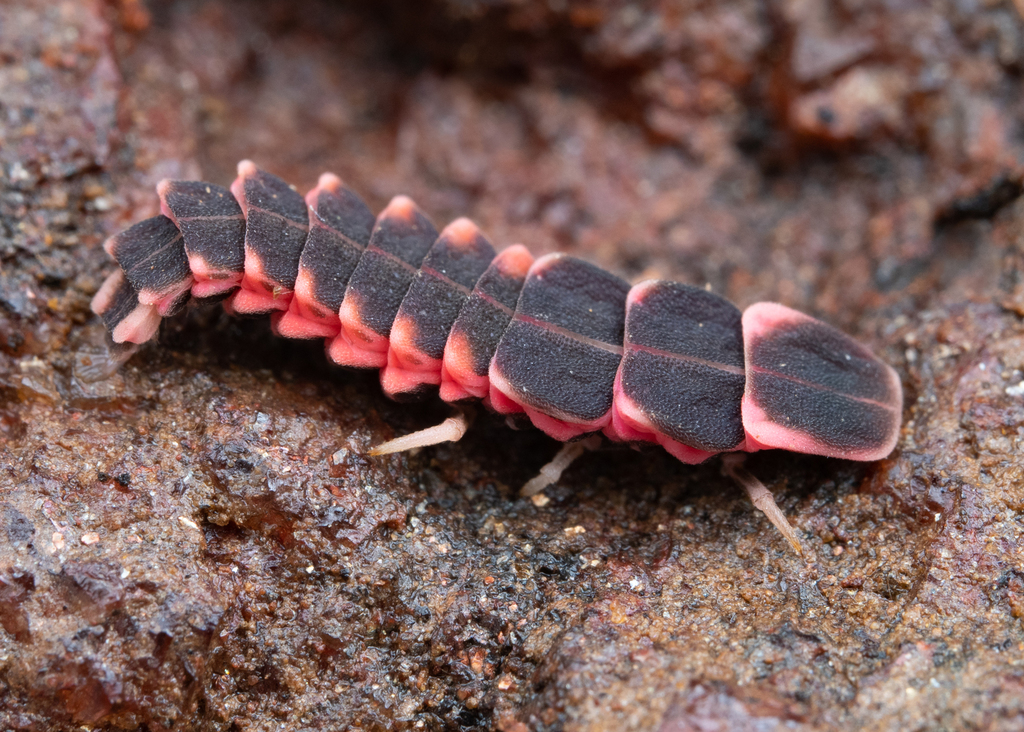 California Pink Glowworm from Fresno County, CA, USA on April 1, 2021 ...