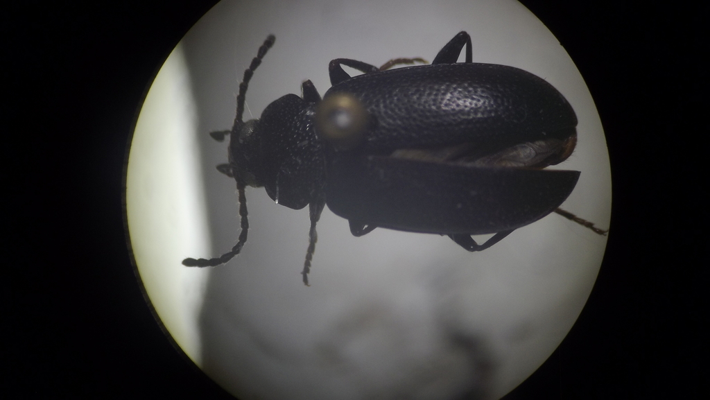 Anaedus from Corregidora, Qro., México on November 1, 2021 at 05:44 AM ...