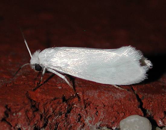 Yucca Moth from Floyd Bennet Field, Brooklyn, NY, USA on June 22, 2011 ...