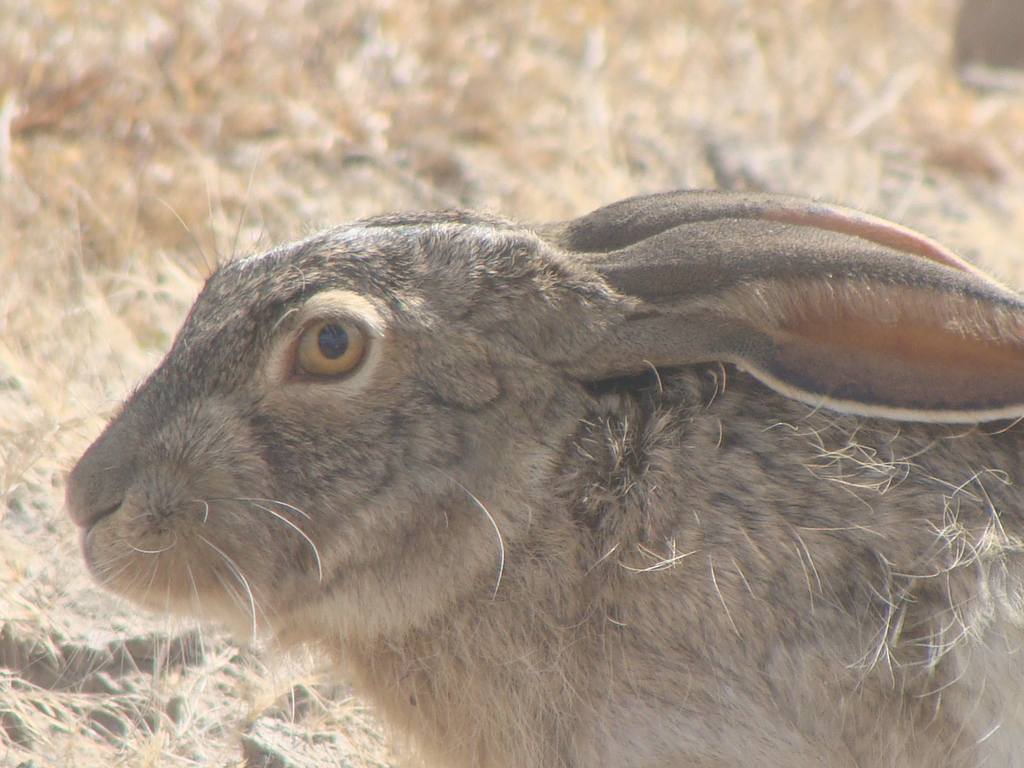 White-sided Jackrabbit in May 2014 by Gilberto Ponce Tejeda · iNaturalist