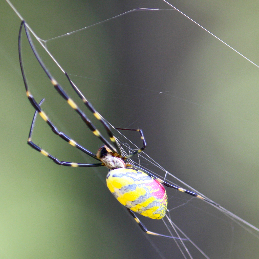 Joro Spider from Kita Ward, Kyoto, Japan on October 20, 2008 by Tadeusz ...