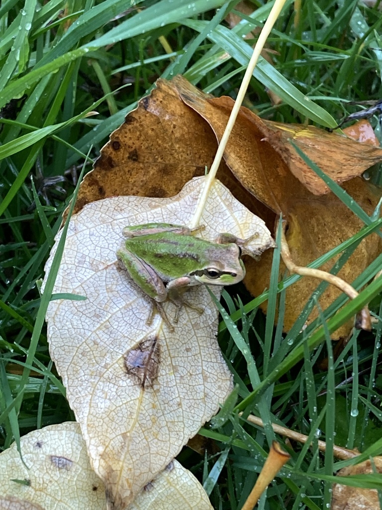 Northern Pacific Tree Frog from Billy Frank Jr. Nisqually National ...