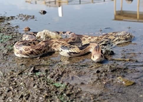 Mexican Bull Snake from San Juan del Río, QRO, MX on December 11, 2021 ...