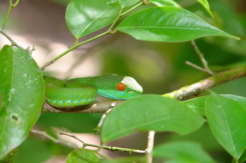 Ruby-eyed Green Pitviper (Trimeresurus rubeus) · iNaturalist United Kingdom