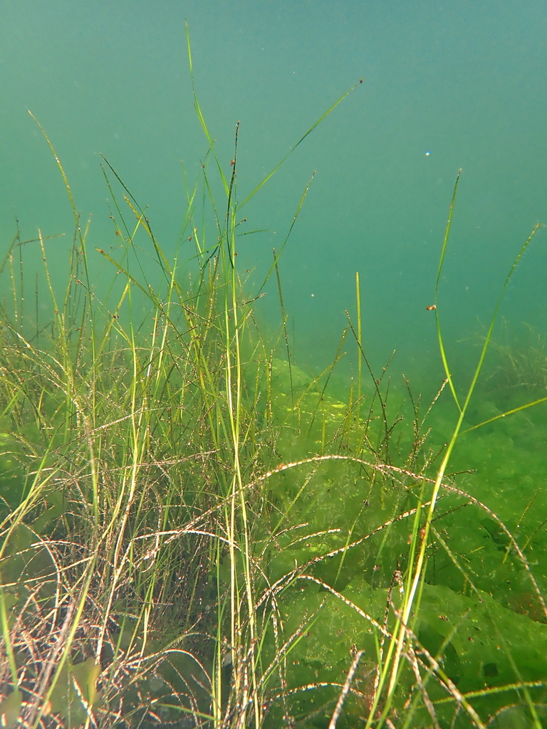 Spiral Tasselweed (Aquatic Plants of Alberta) · iNaturalist