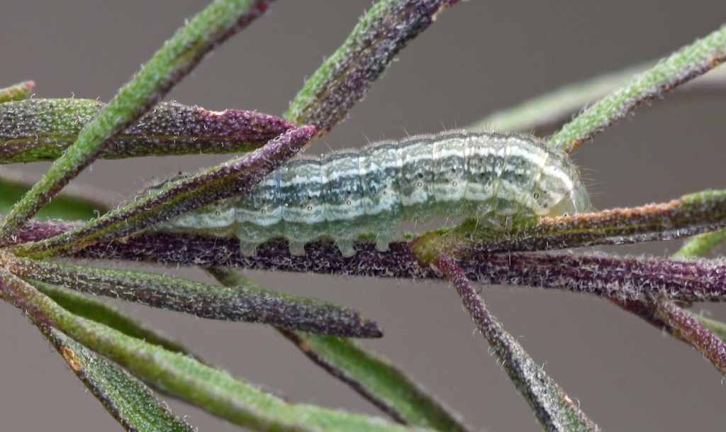 Three-lined Flower Moth (Lee County SC Moths) · iNaturalist
