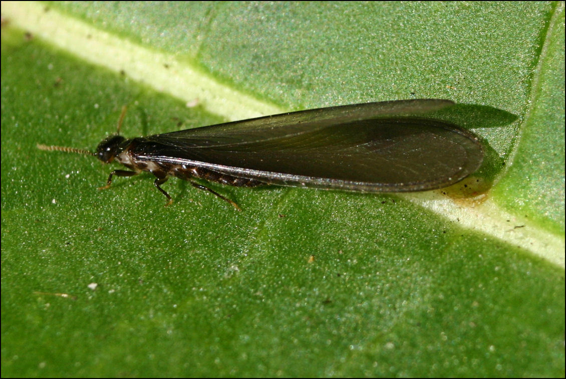 Coptotermes lacteus (Froggatt, 1898)