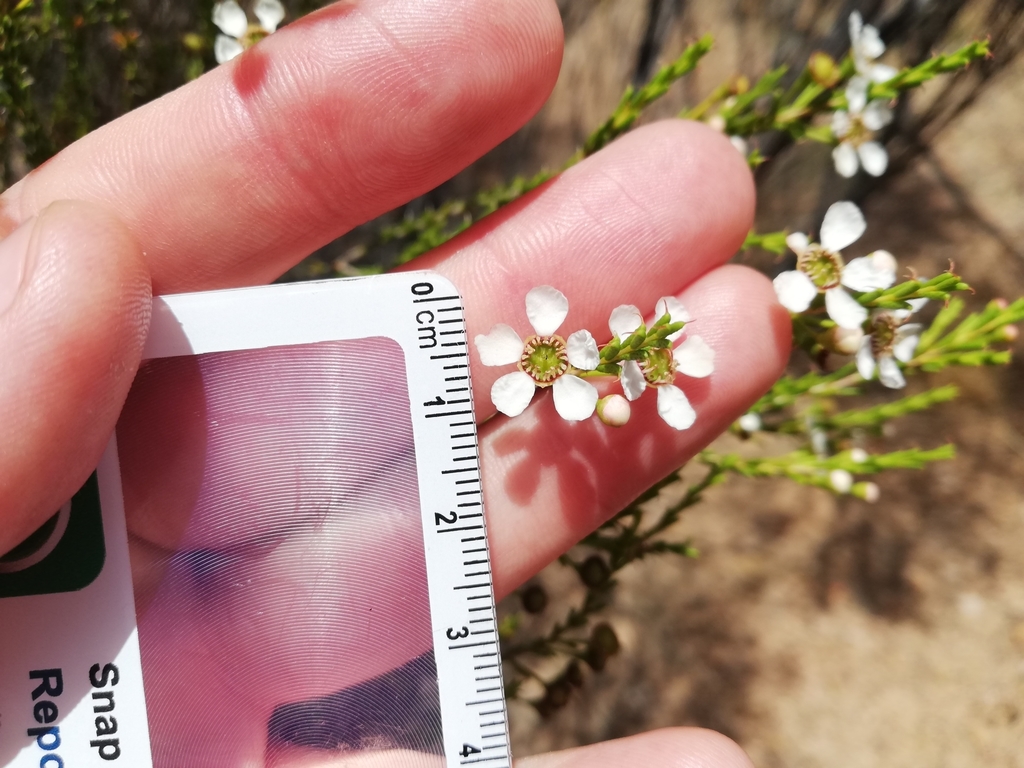 Hysterobaeckea setifera from Pithara WA 6608, Australia on December 11 ...